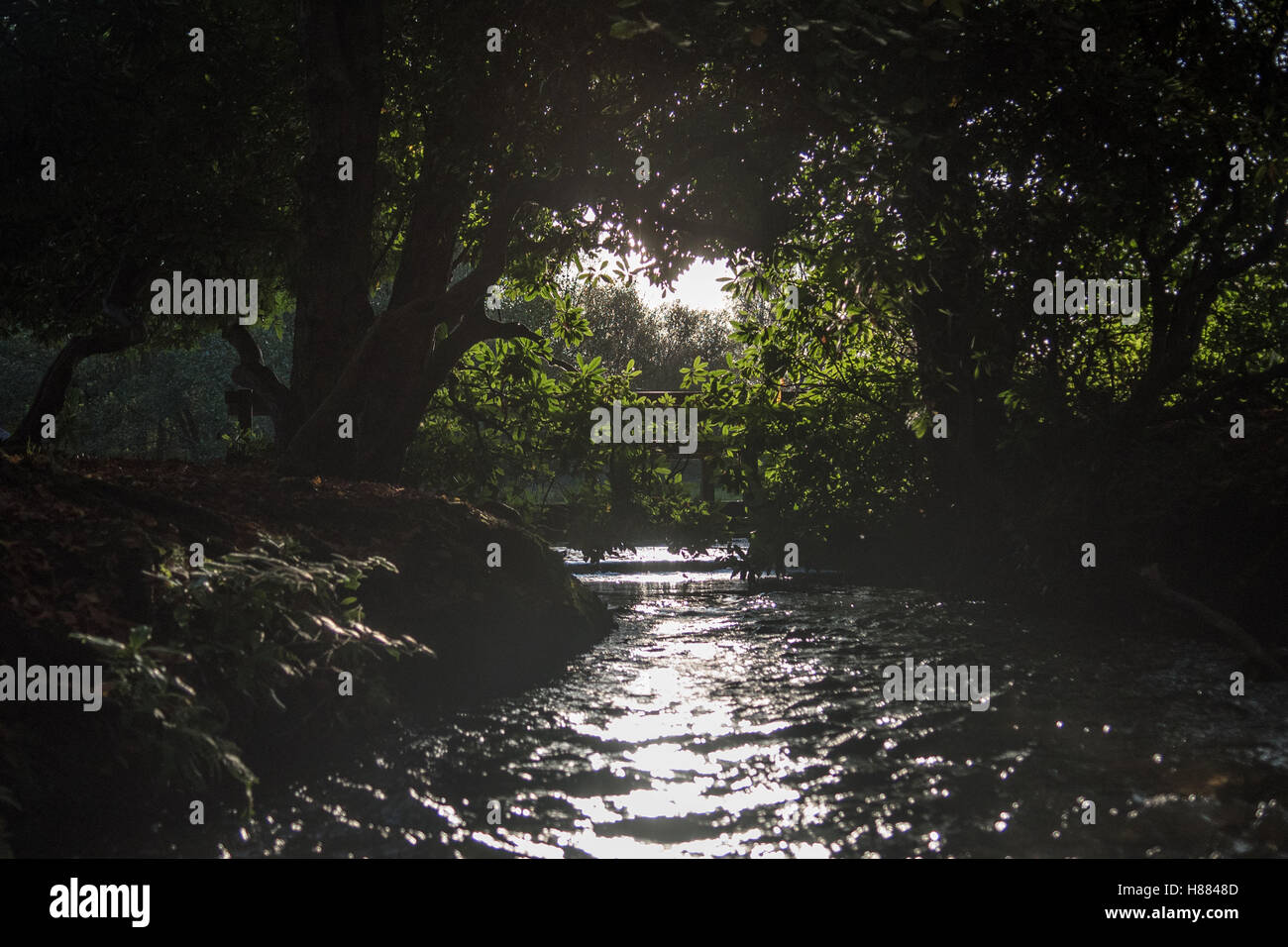 Evening sun creates shadows and silhouette over a stream in Sutton Park ...
