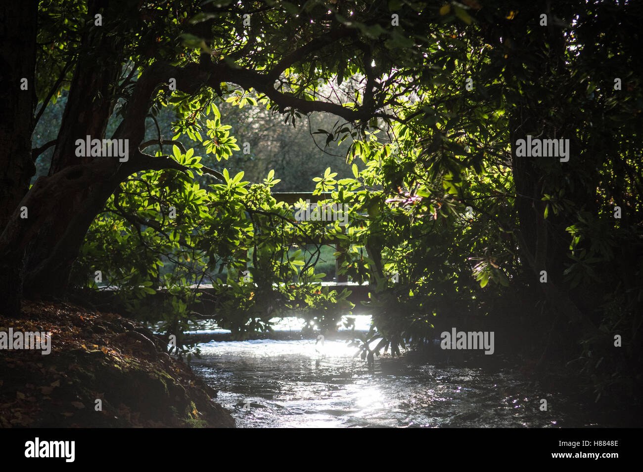 Autumn colours in Sutton Park, Sutton Coldfield, West Midlands, England ...