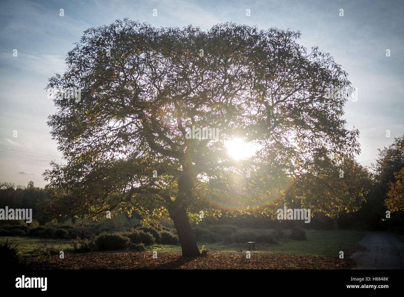 Evening sun casts Autumn colours in silhouette in Sutton Park, Sutton ...