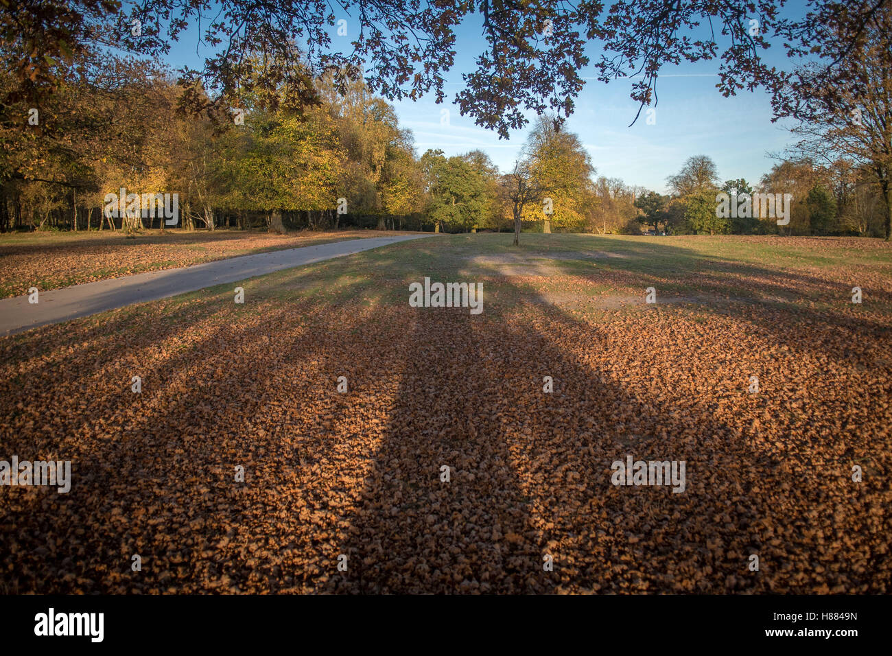 A tree shadow and Autumn colours in Sutton Park, Sutton Coldfield, West ...