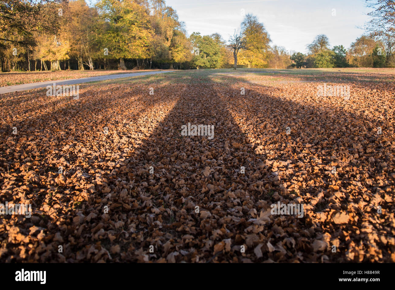 A tree shadow and Autumn colours in Sutton Park, Sutton Coldfield, West ...