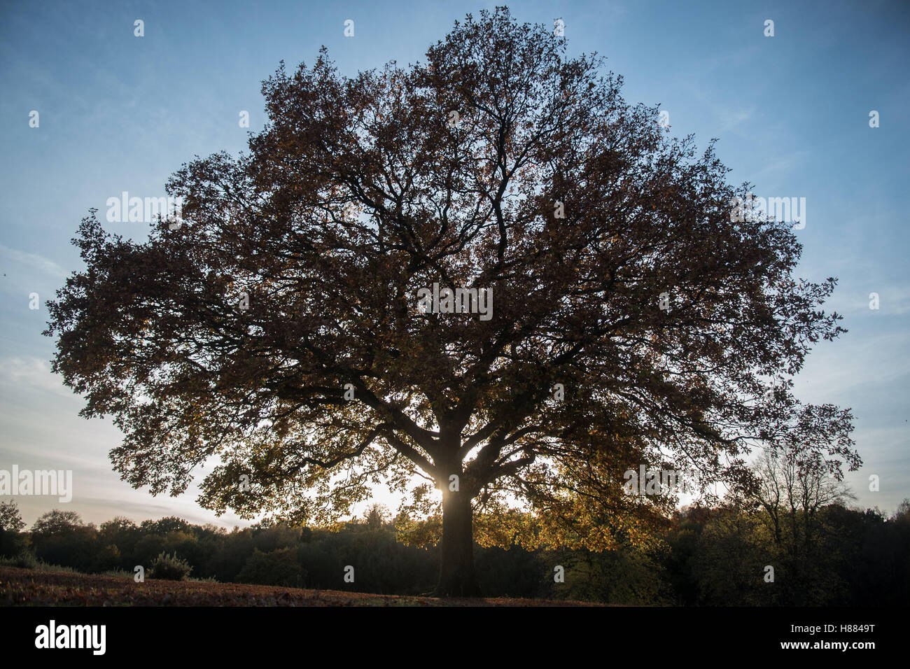 Autumn tree in silhouette in Sutton Park, Sutton Coldfield, West ...
