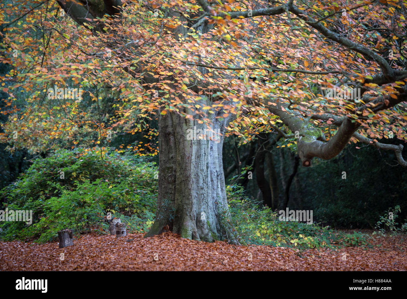 Autumn colours in Sutton Park, Sutton Coldfield, West Midlands, England ...