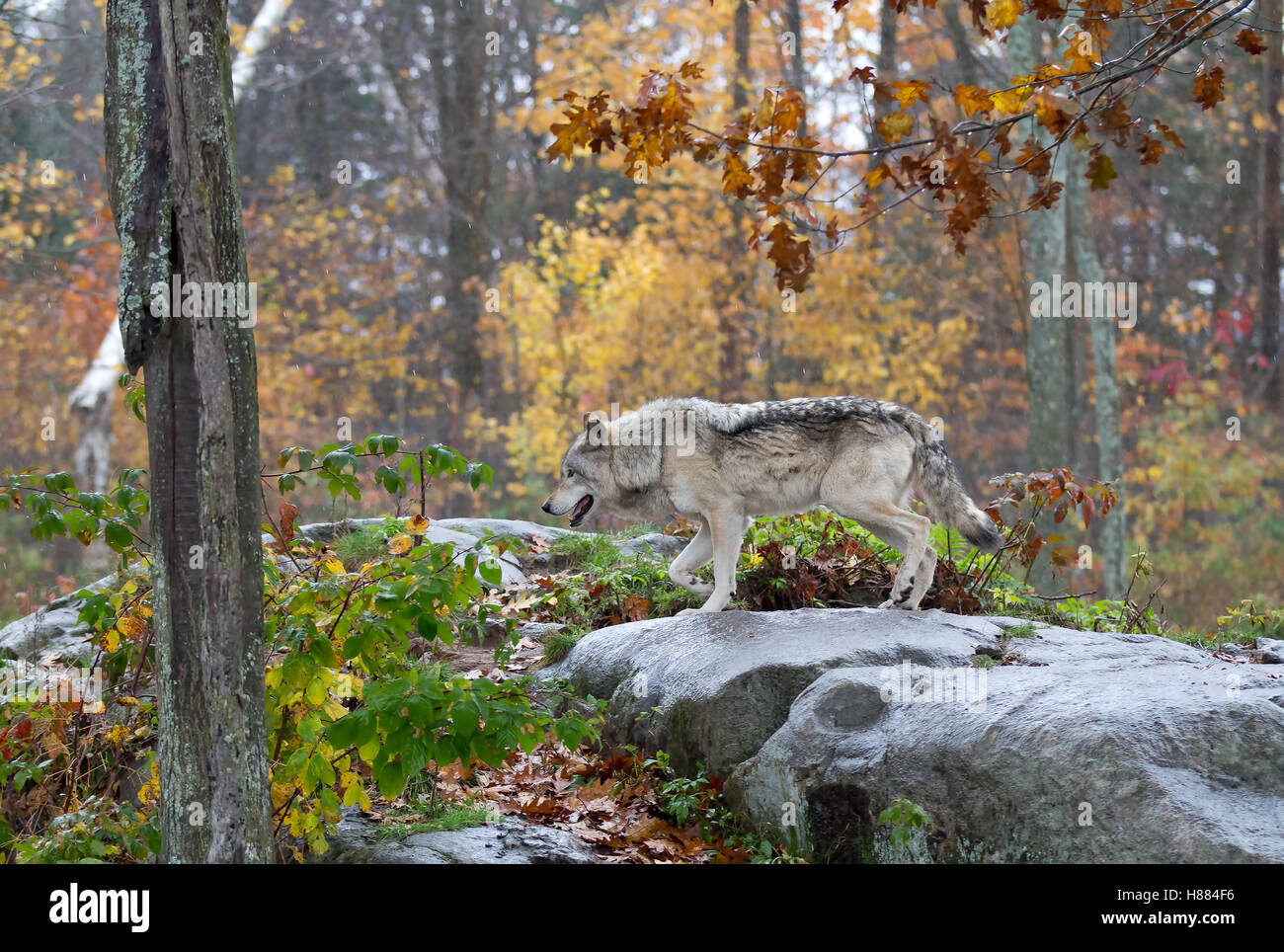 Timber wolf or grey wolf (Canis lupus) standing on a rocky cliff on an ...