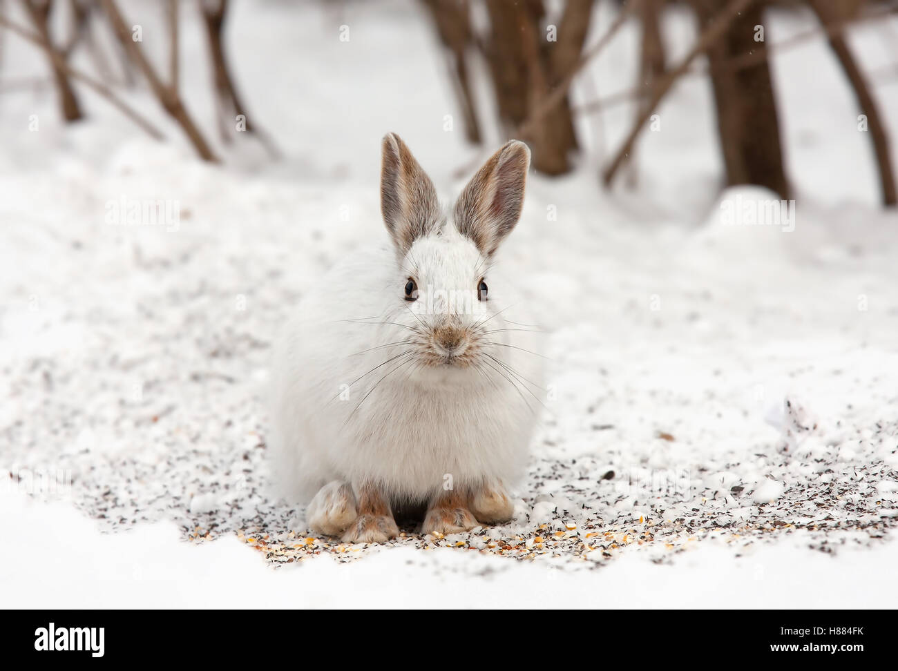 Snowshoe hare or Varying hare (Lepus americanus) in winter in Canada ...