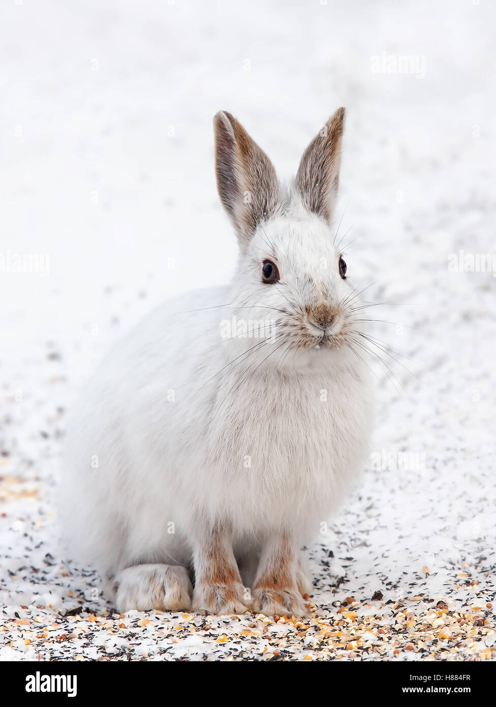 Snowshoe hare or Varying hare (Lepus americanus) in winter in Canada ...