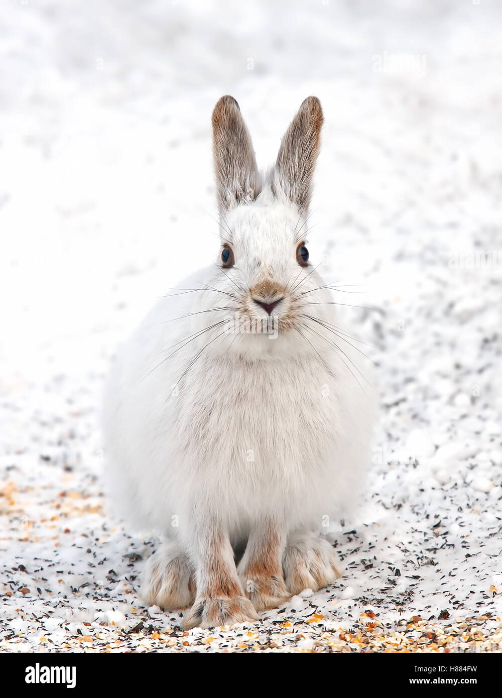 Arctic hare white canada hi-res stock photography and images - Alamy