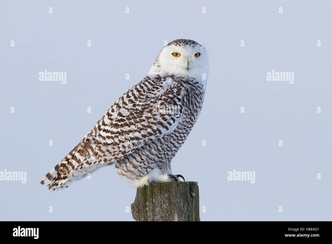 Snowy owl perched on a post in winter in Canada Stock Photo - Alamy