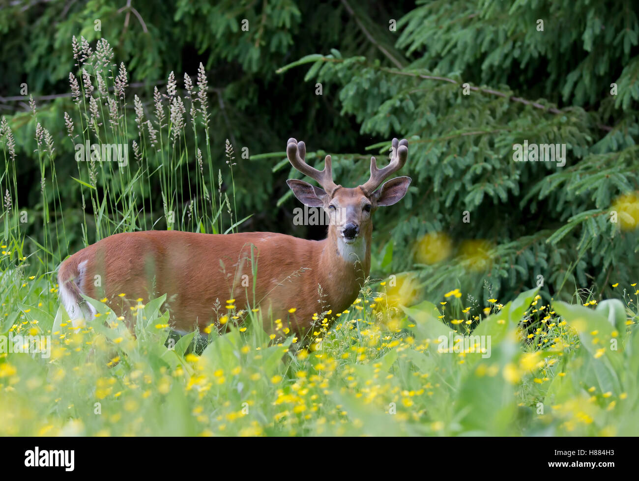 White-tailed deer buck in a spring meadow in Canada Stock Photo - Alamy