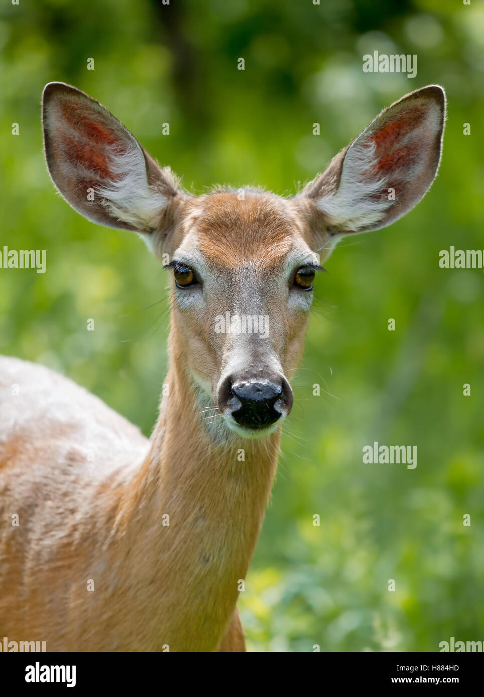 White-tailed deer up close in spring in Canada Stock Photo - Alamy