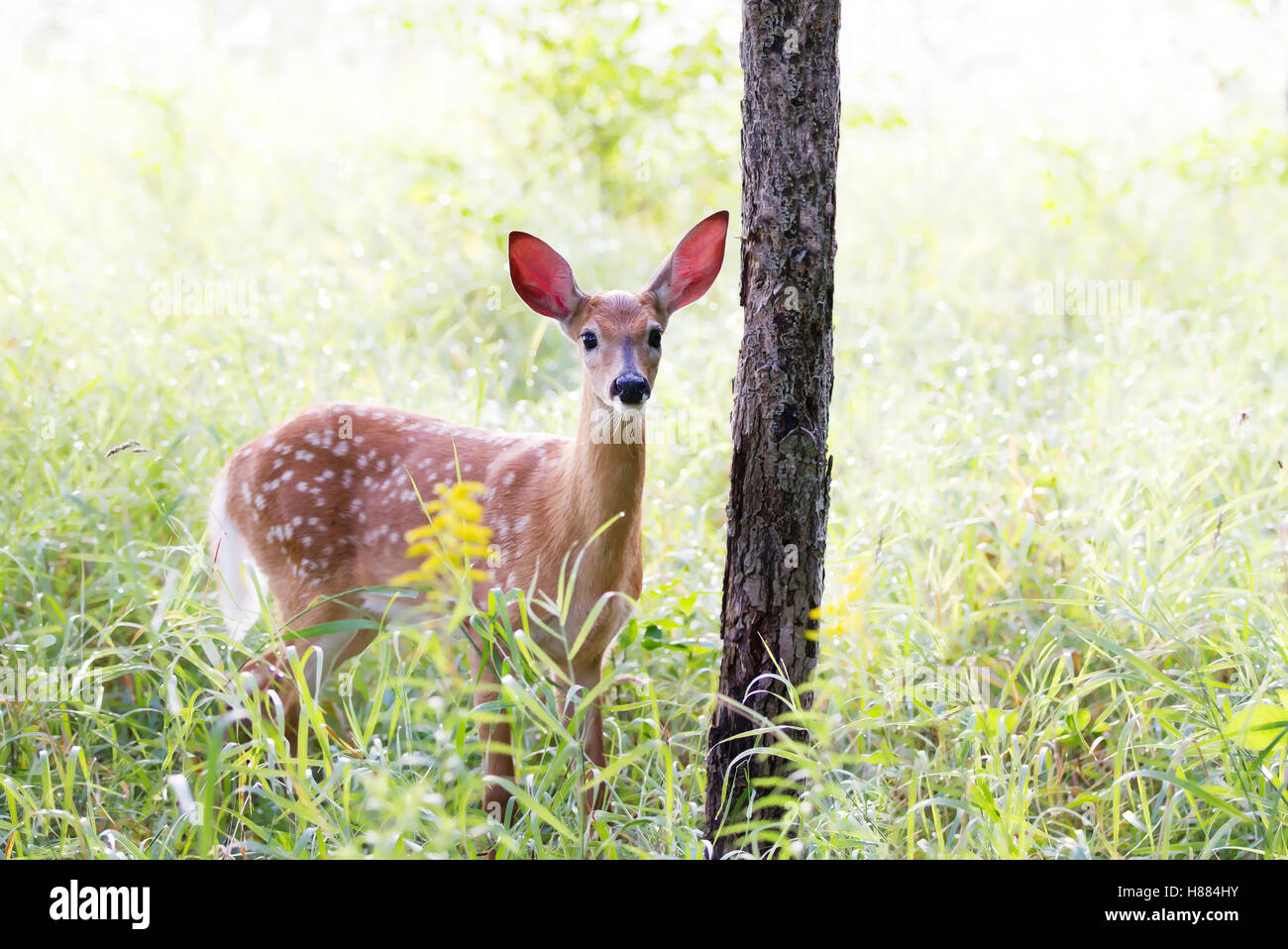 White tailed deer spring flowers hi-res stock photography and images ...