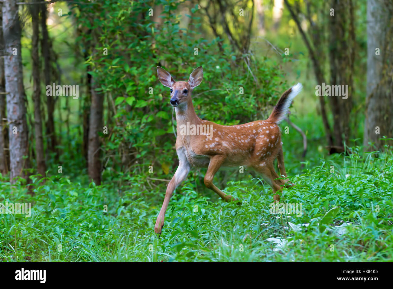 White tailed deer fawn hi-res stock photography and images - Alamy