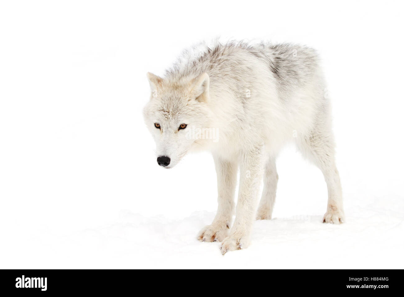 A lone Arctic wolves (Canis lupus arctos) standing in the winter snow ...