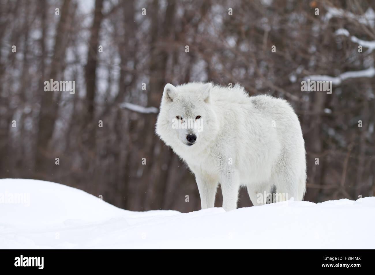 Wolves snow hi-res stock photography and images - Alamy