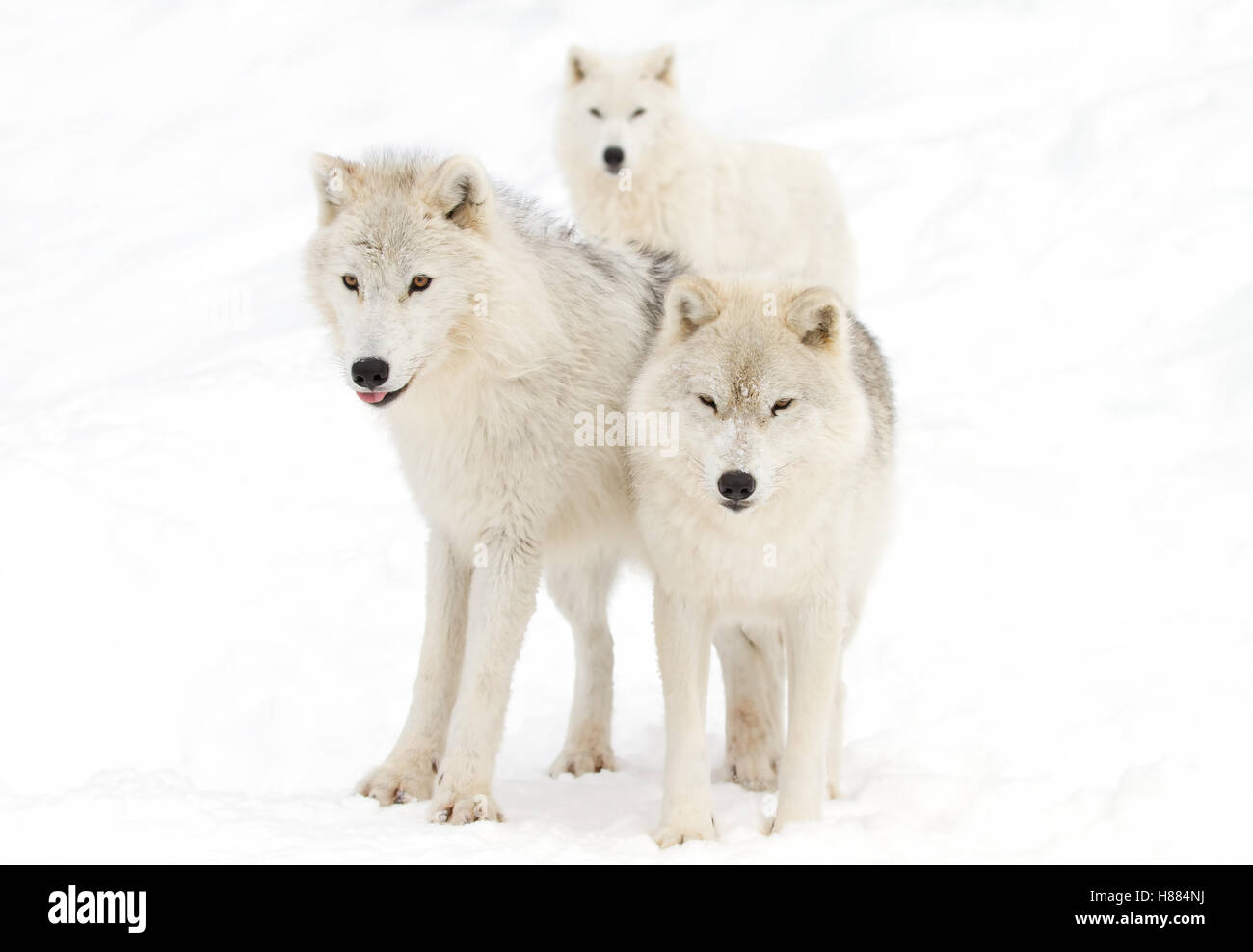 Lone arctic wolf standing hi-res stock photography and images - Alamy
