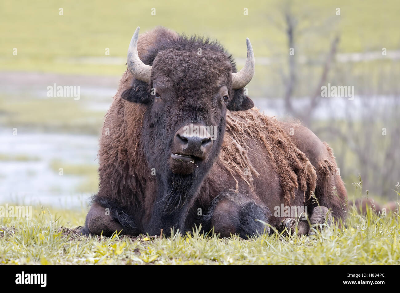 American Bison, buffalo lying down in a grassy meadow Stock Photo - Alamy