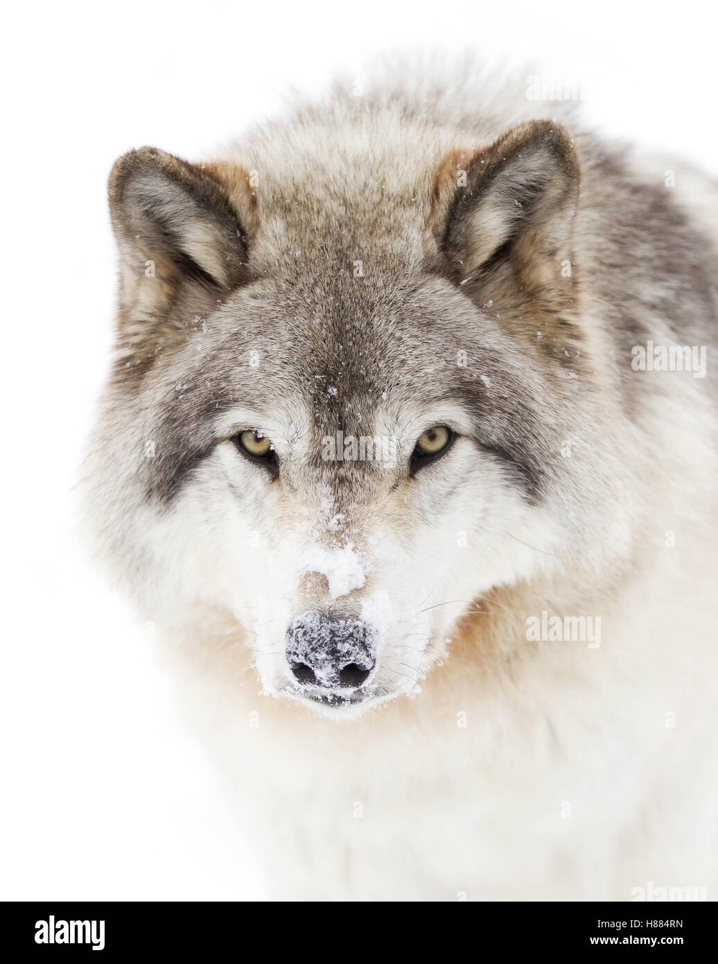 Timber wolf hi-res stock photography and images - Alamy