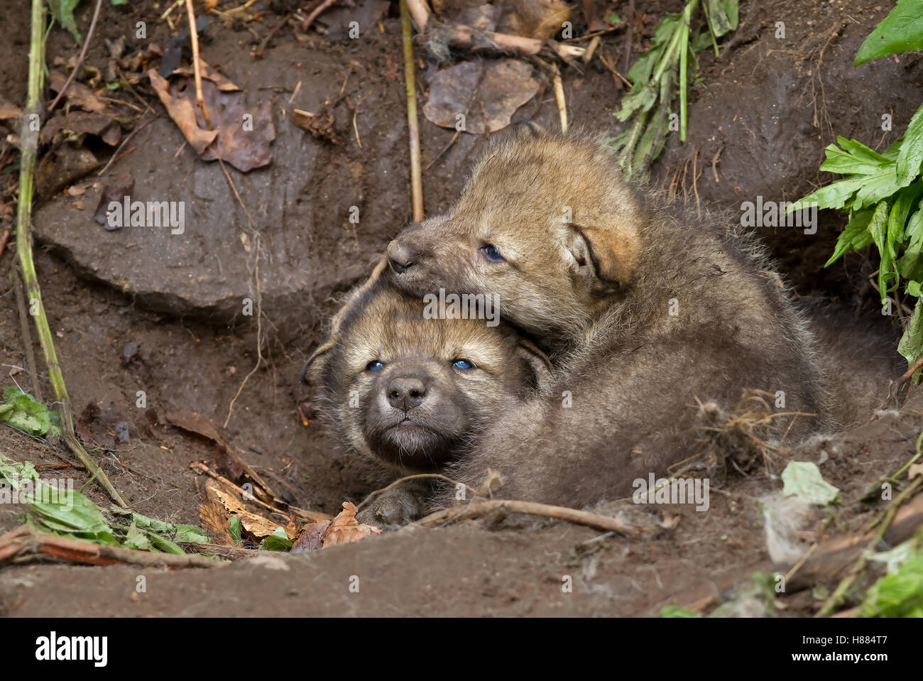 Wolf pups playing hi-res stock photography and images - Alamy