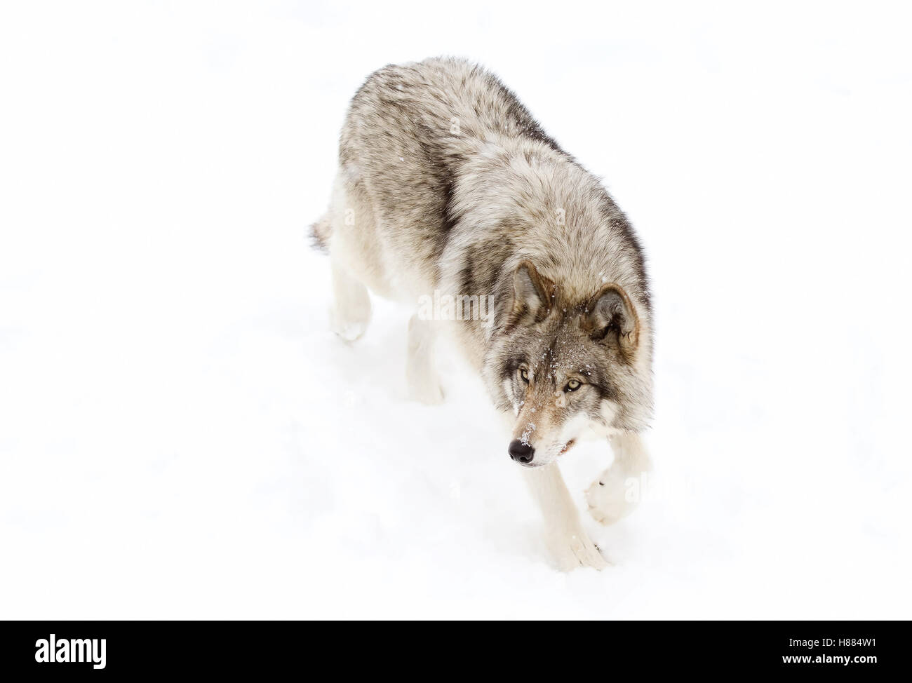 Timber wolves grey wolf Cut Out Stock Images & Pictures - Alamy