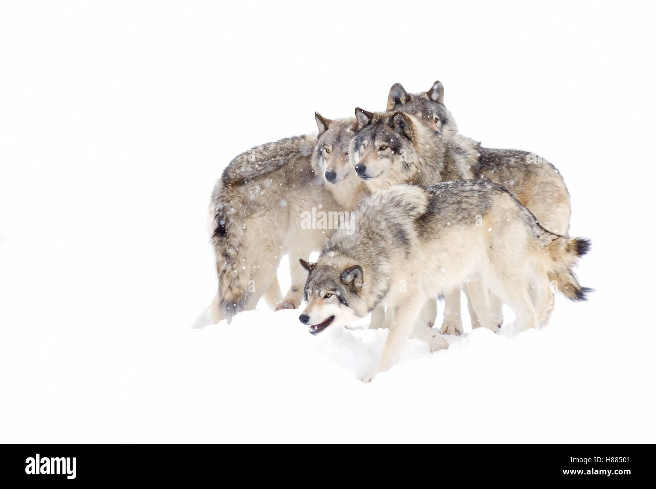 Wolf pack hi-res stock photography and images - Alamy
