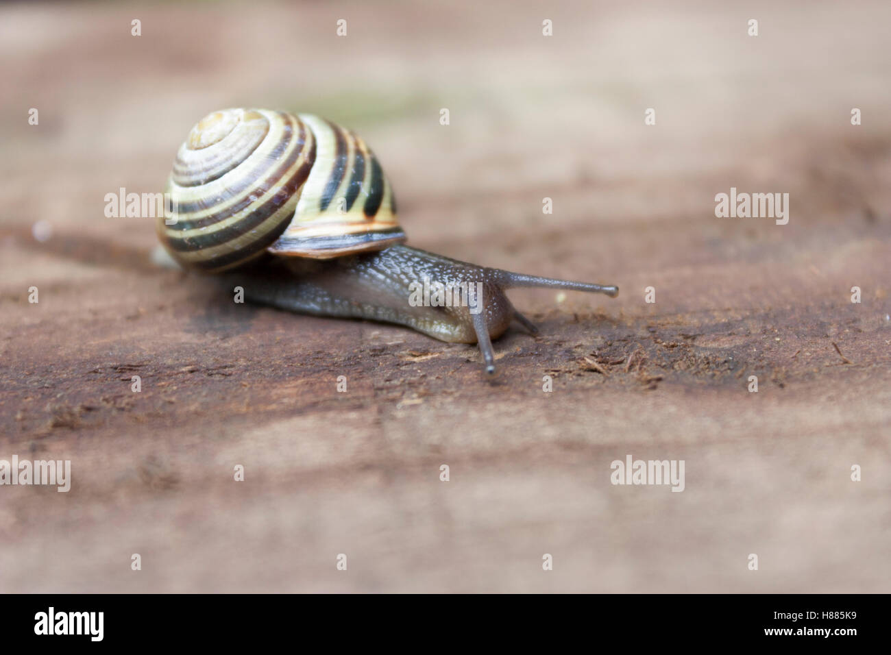 Common garden snail cornu aspersum hi-res stock photography and images ...