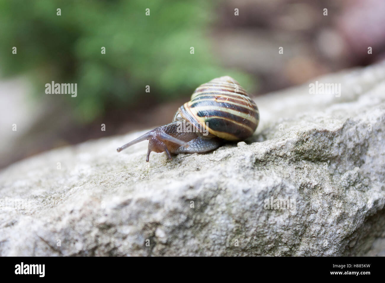 Wildlife, common garden snail (Cornu aspersum Stock Photo - Alamy