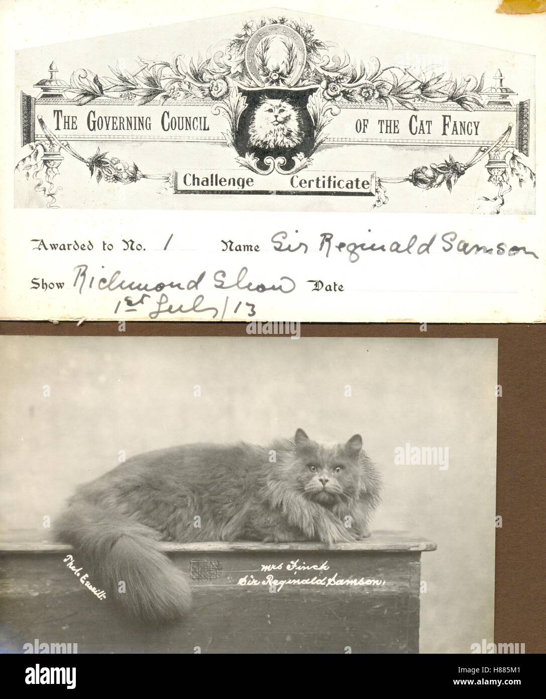 Prize winning Blue Persian Cat, Sir Reginald Samson Stock Photo - Alamy