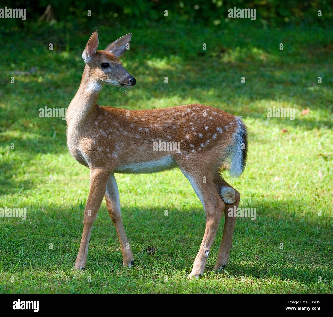Whitetail fawn hi-res stock photography and images - Alamy