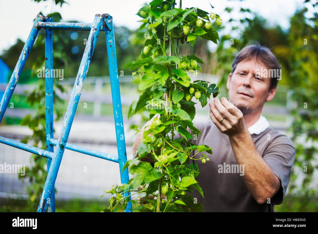 Man standing outdoors, picking hops from a tall flowering vine with ...