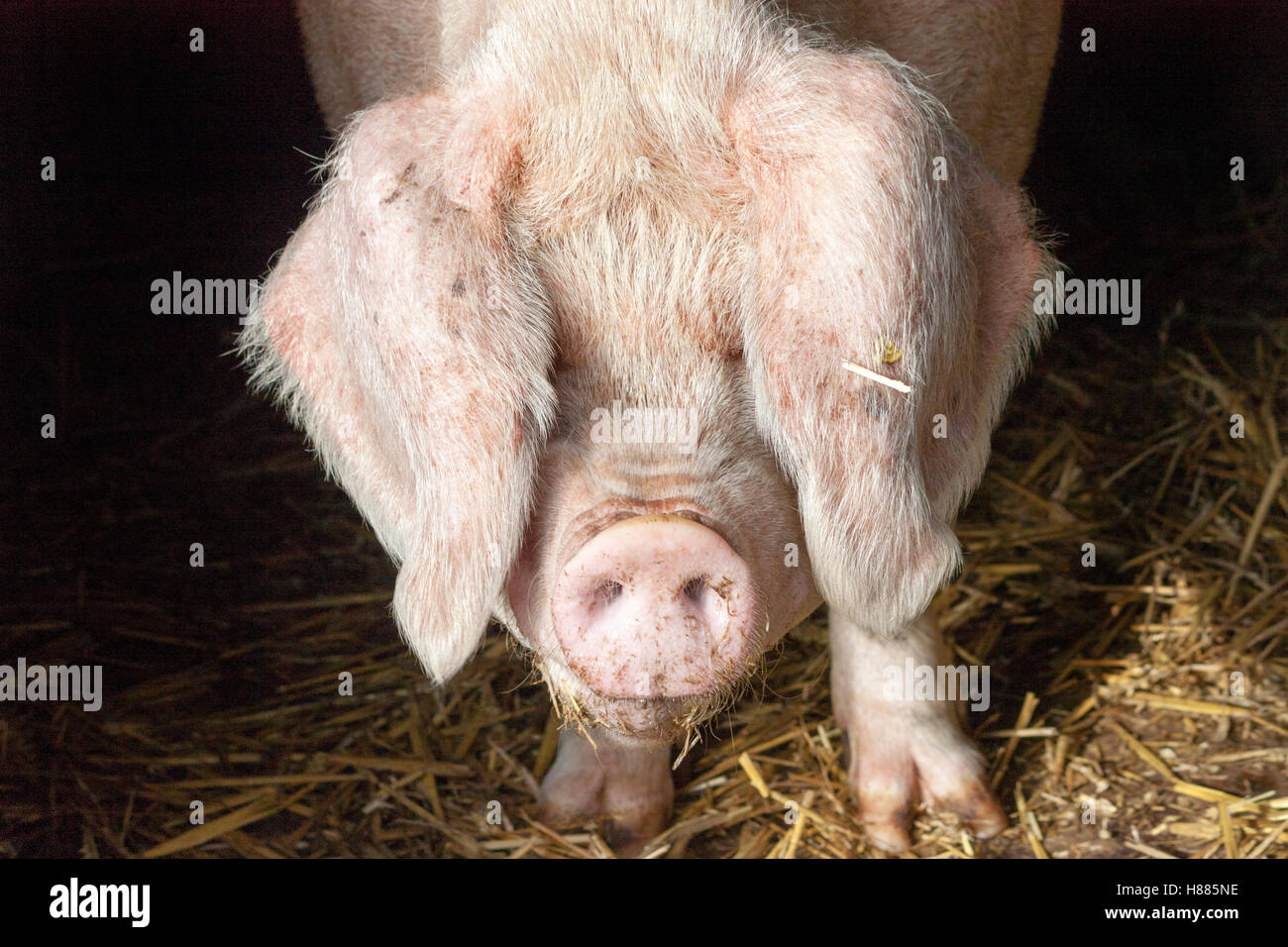 Sus domesticus domestic pig hi-res stock photography and images - Alamy