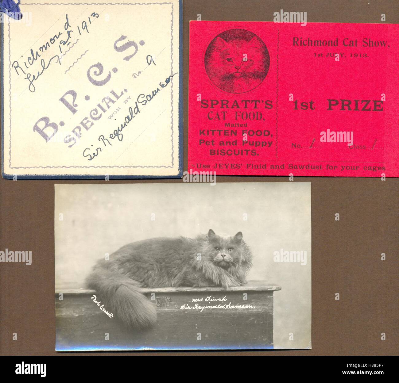 Prize winning Blue Persian Cat, Sir Reginald Samson Stock Photo - Alamy