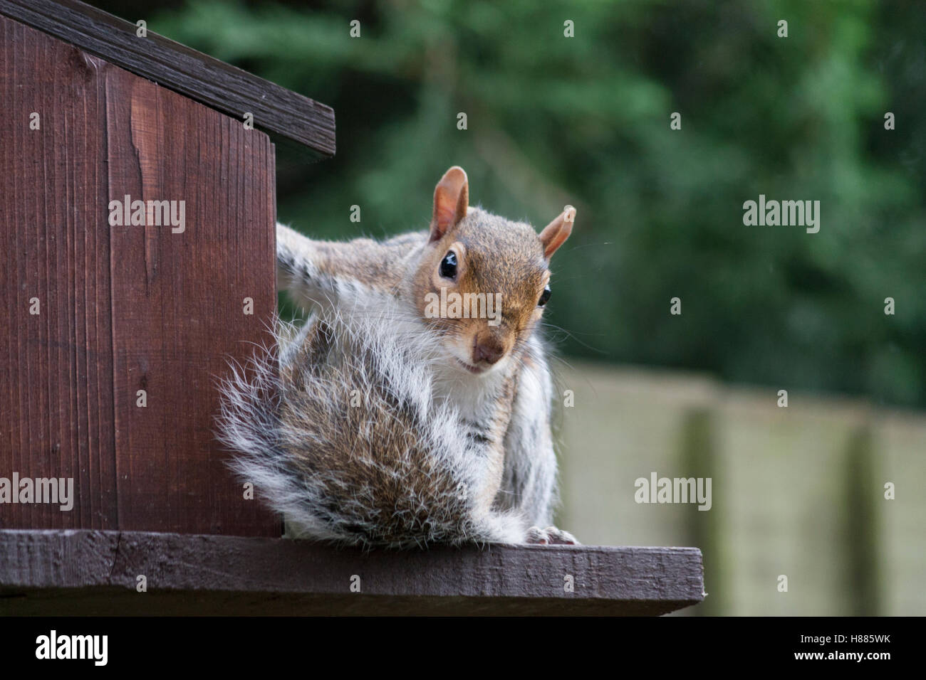 Wildlife, eastern grey squirrel (Sciurus carolinensis Stock Photo - Alamy