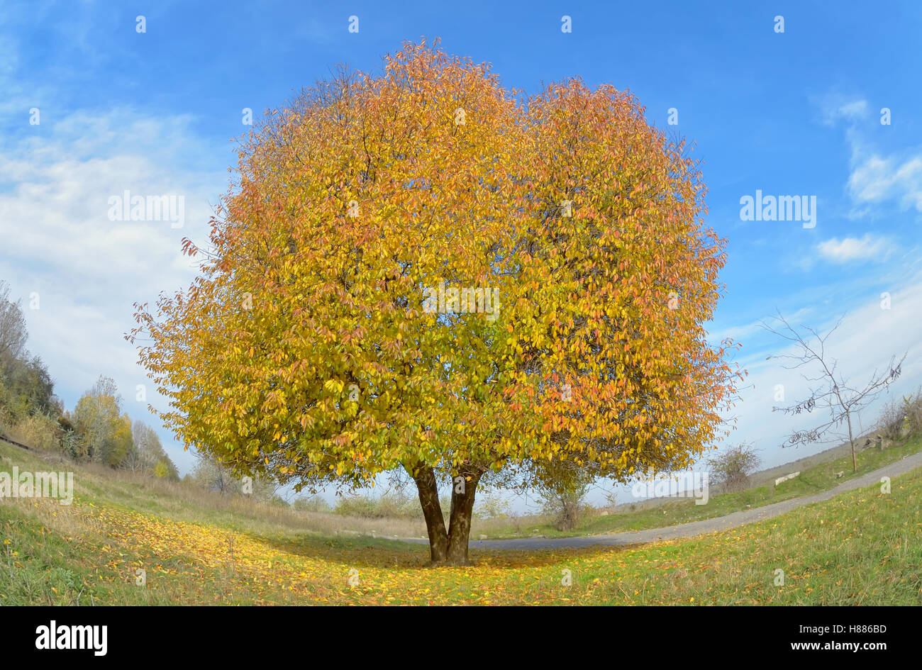 Lonely autumn cherry tree Stock Photo - Alamy