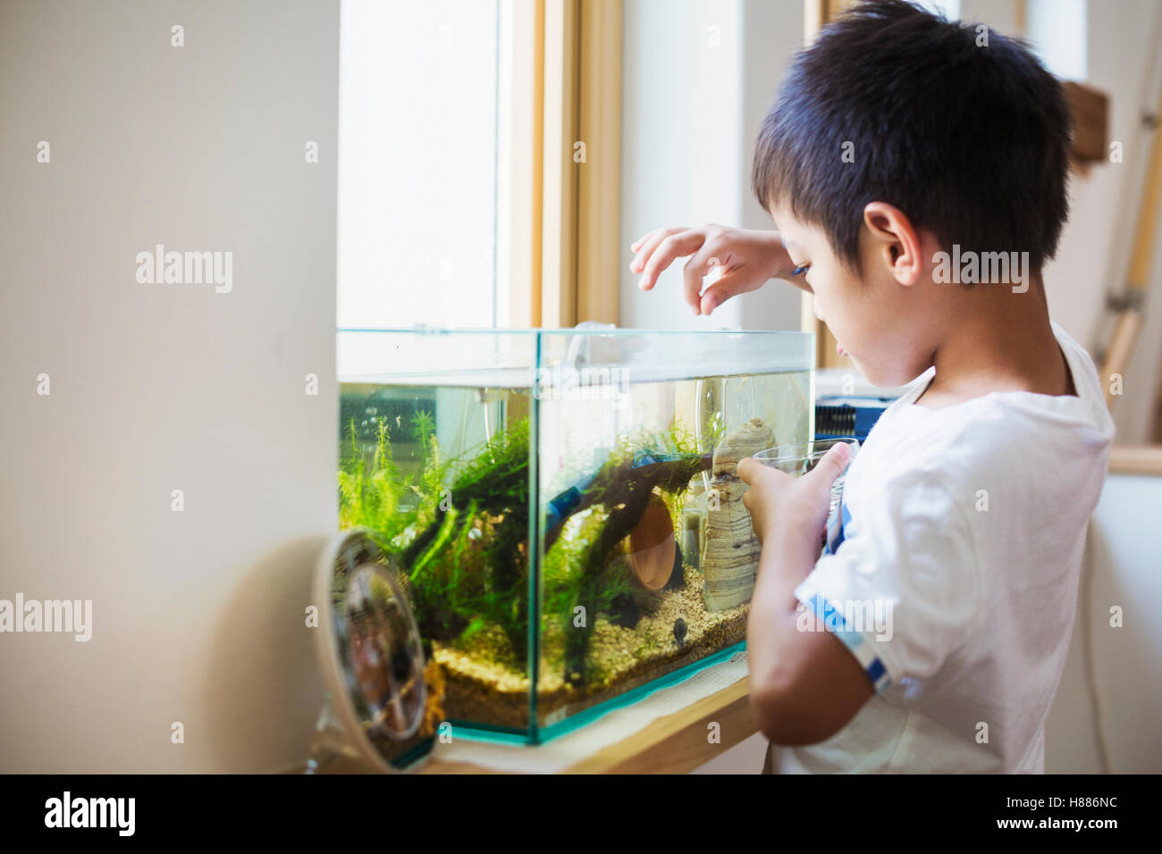Family home. A boy feeding the fish in a tropical fish tank on a ...