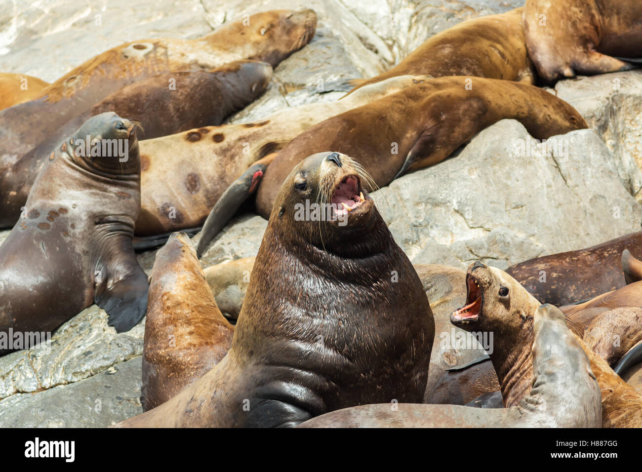 Rookery Steller sea lions. Island in Pacific Ocean near Kamchatka ...