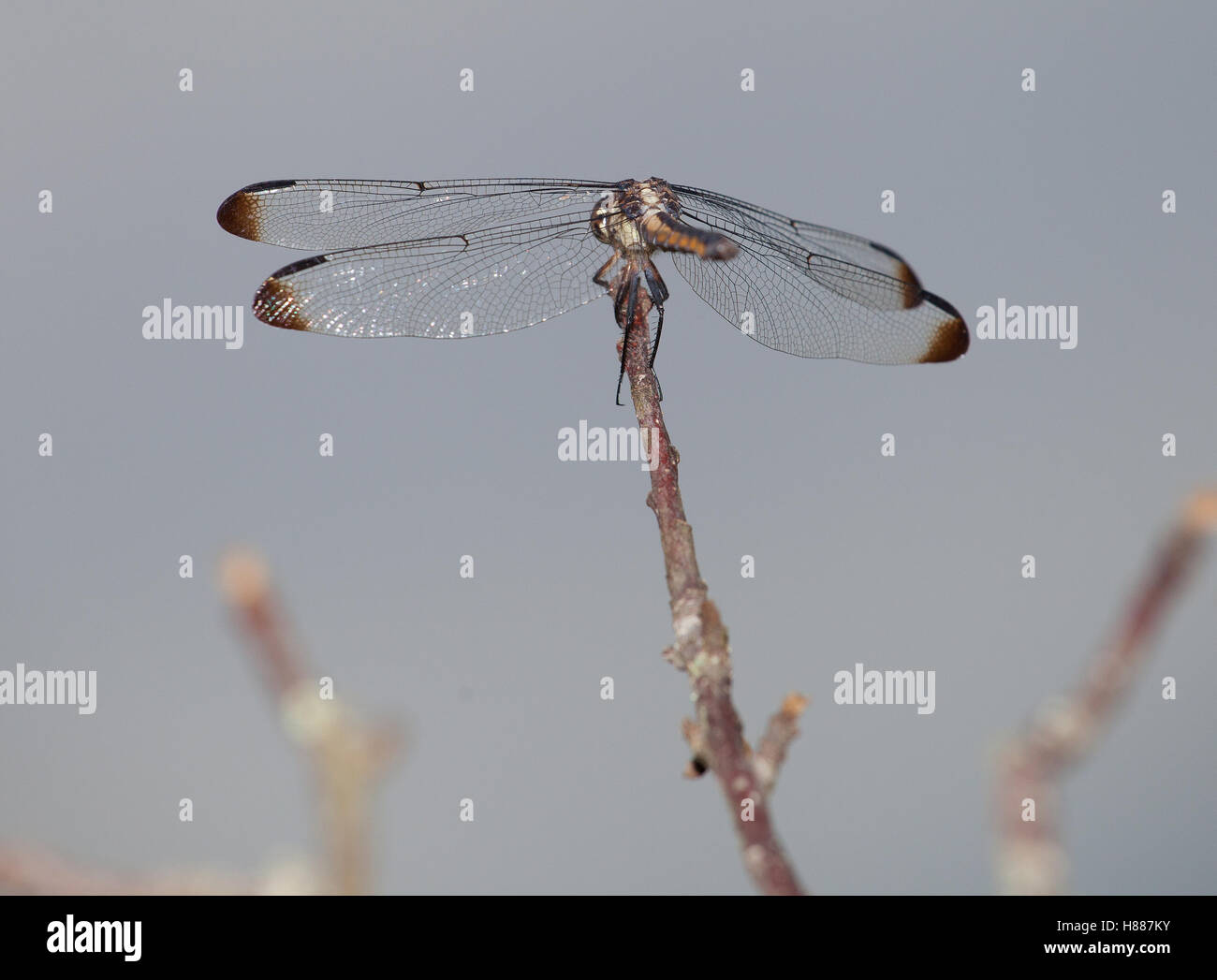 Dragonfly in some twigs seen from the back side Stock Photo - Alamy
