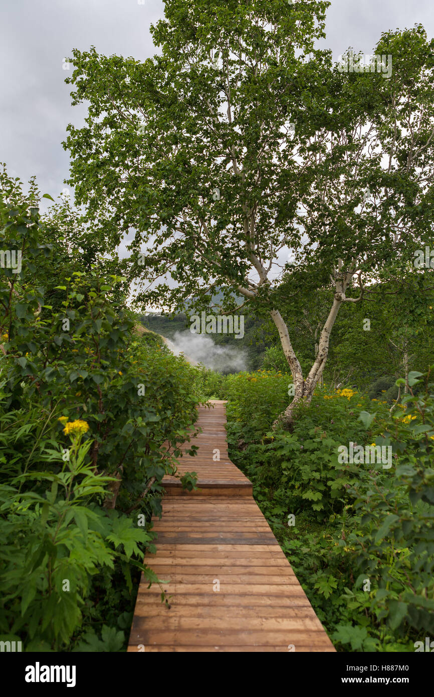 Wood trail and Birch Valley of Geysers Stock Photo - Alamy