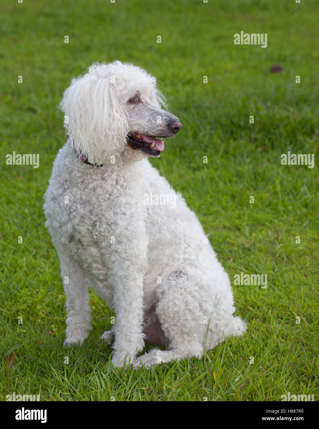 Full sized white poodle that is on a green lawn Stock Photo - Alamy