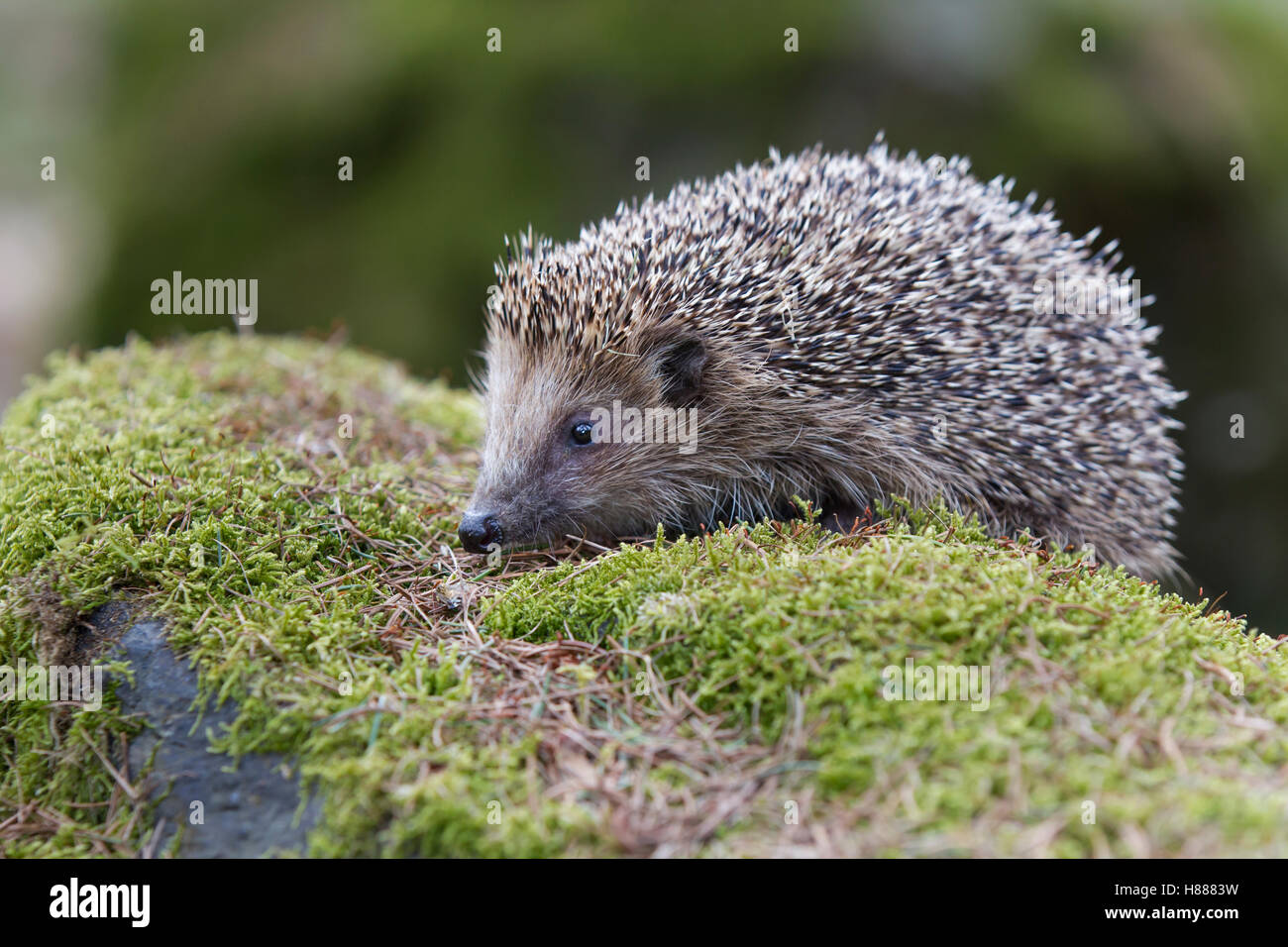 Igel, Erinaceus europaeus, Hedgehog Stock Photo - Alamy
