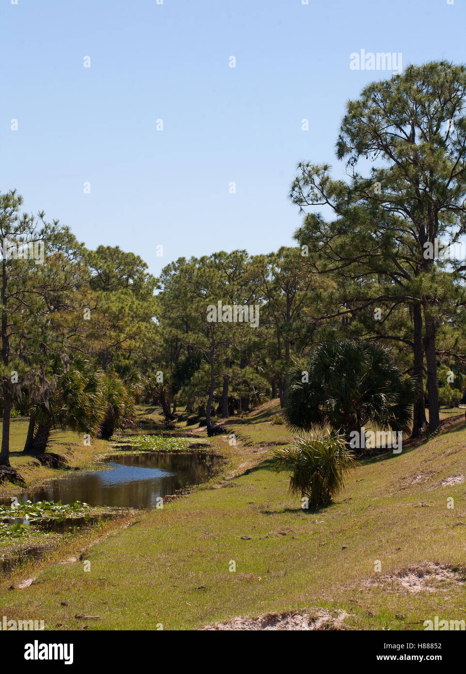 River running through trees hi-res stock photography and images - Alamy
