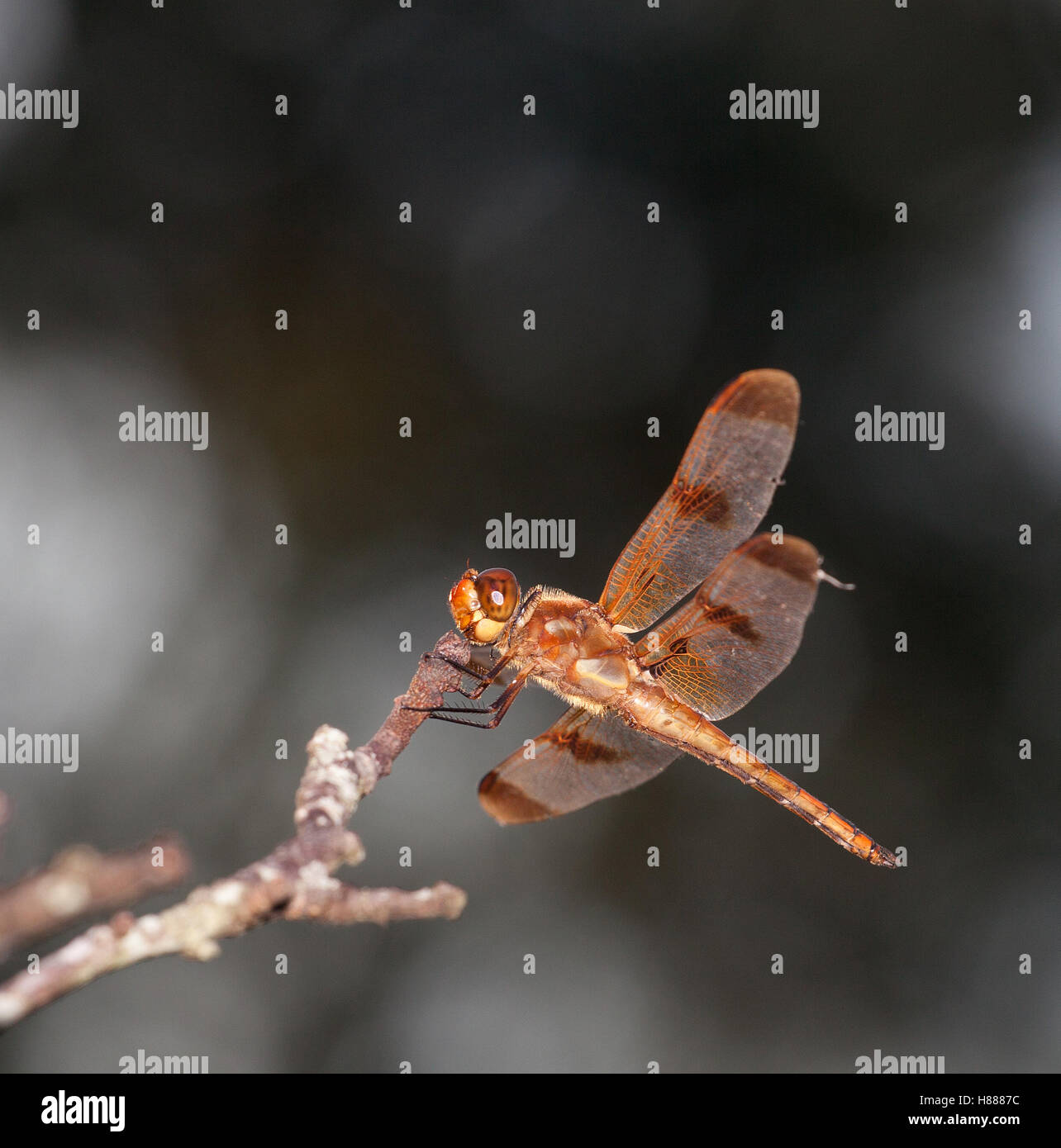 Dragonfly that has light coming through its wings Stock Photo - Alamy