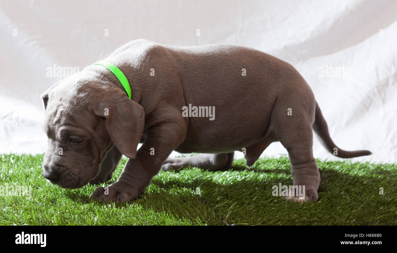 Great Dane puppy that looks like it has done something wrong Stock ...