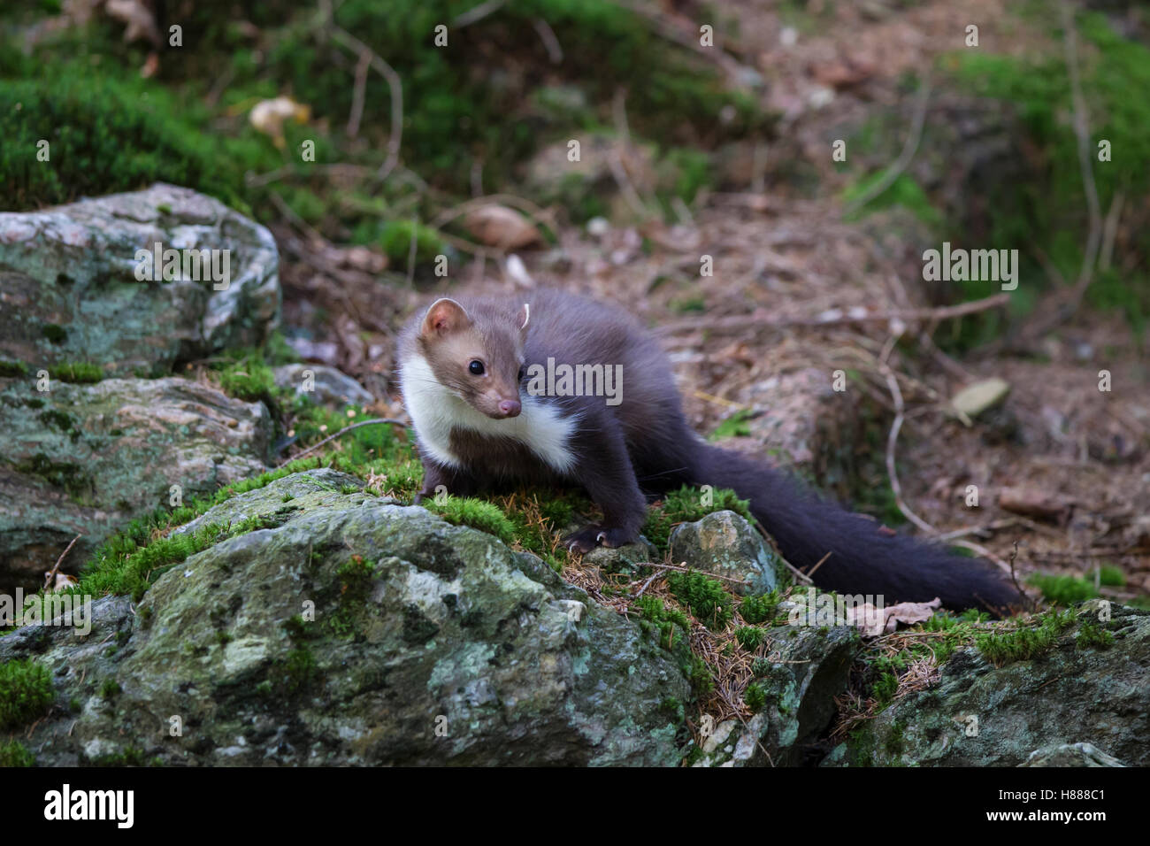 Steinmarder, Martes foina, white breasted marten Stock Photo - Alamy