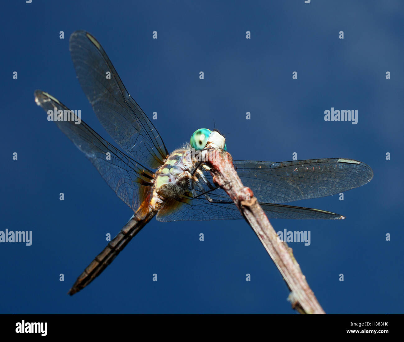 Dragonfly like hi-res stock photography and images - Alamy
