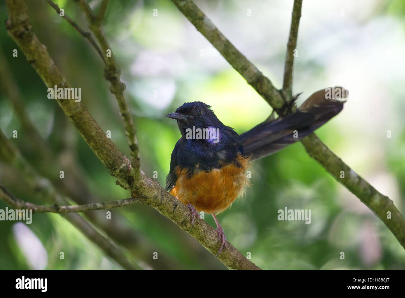 Shama bird hi-res stock photography and images - Alamy