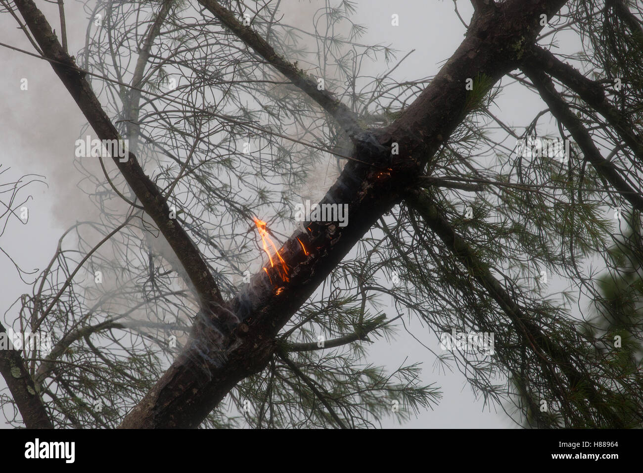 Pine tree that has come down across some power lines Stock Photo - Alamy