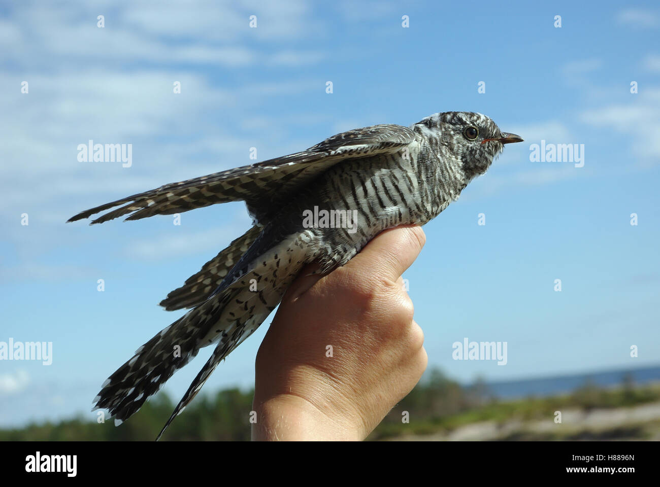 Cuckoo on a hand it is high, against the dark blue sky Stock Photo - Alamy