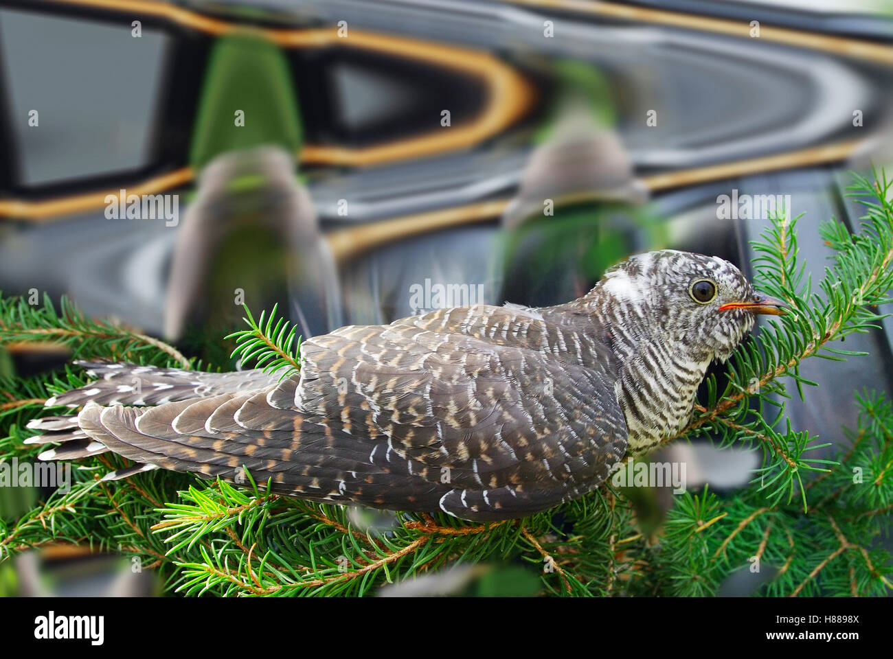 cuckoo , time and space close up Stock Photo - Alamy