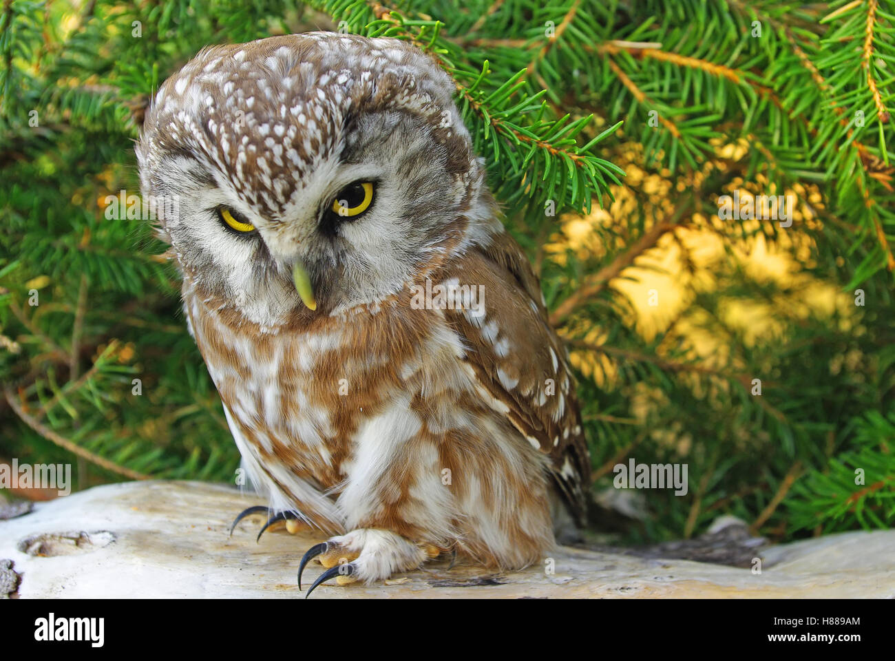 Owl (Aegolius funereus) on a tree branch in different poses Stock Photo ...
