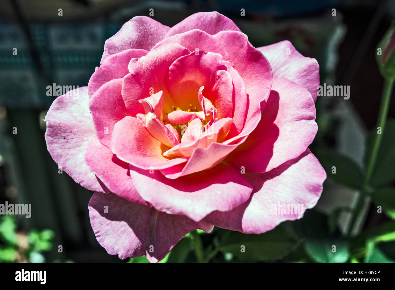 Beautiful red roses in the garden alone Stock Photo - Alamy